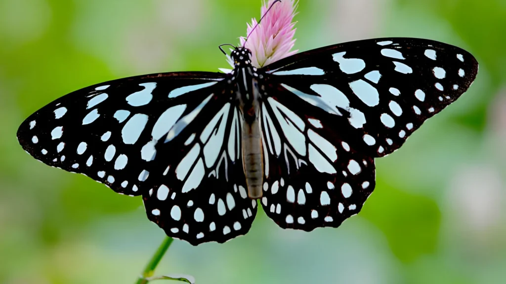 Butterflies In Ecuadorian Amazon: Guardians Of Biodiversity